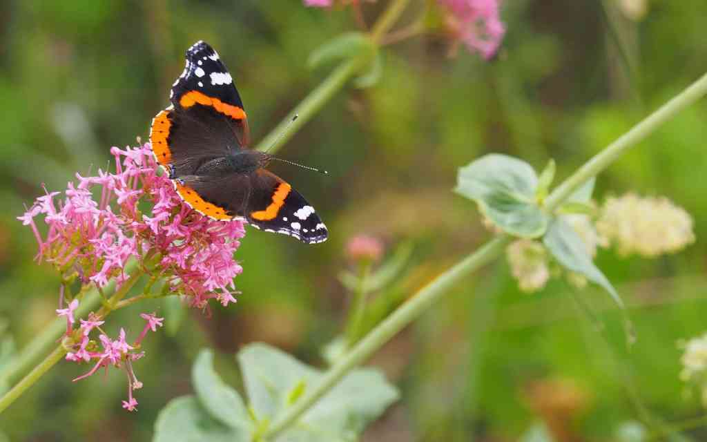 Le Vulcain, le voyageur coloré de nos jardins