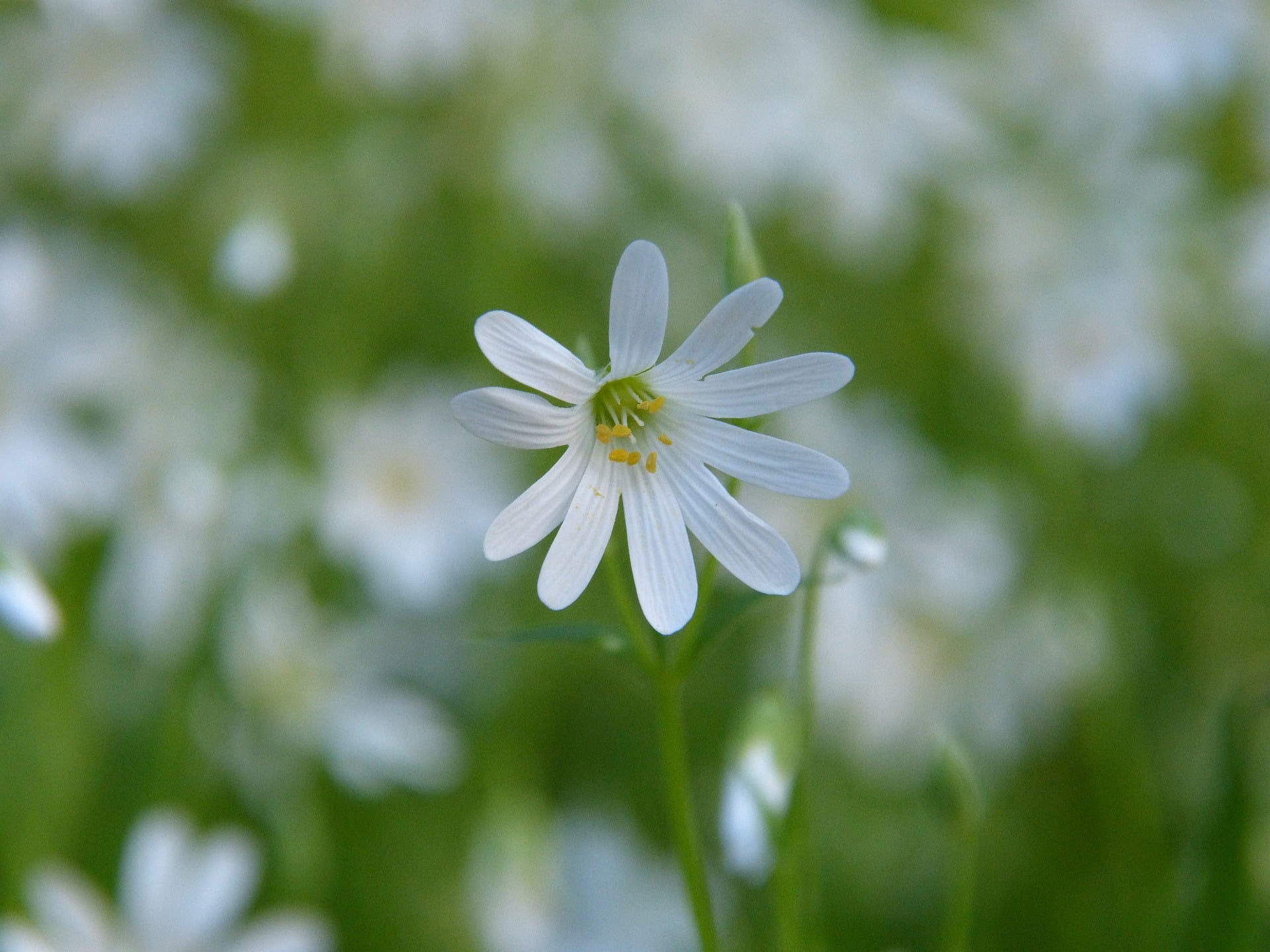 Le Mouron des oiseaux, la petite plante qui a tout bon