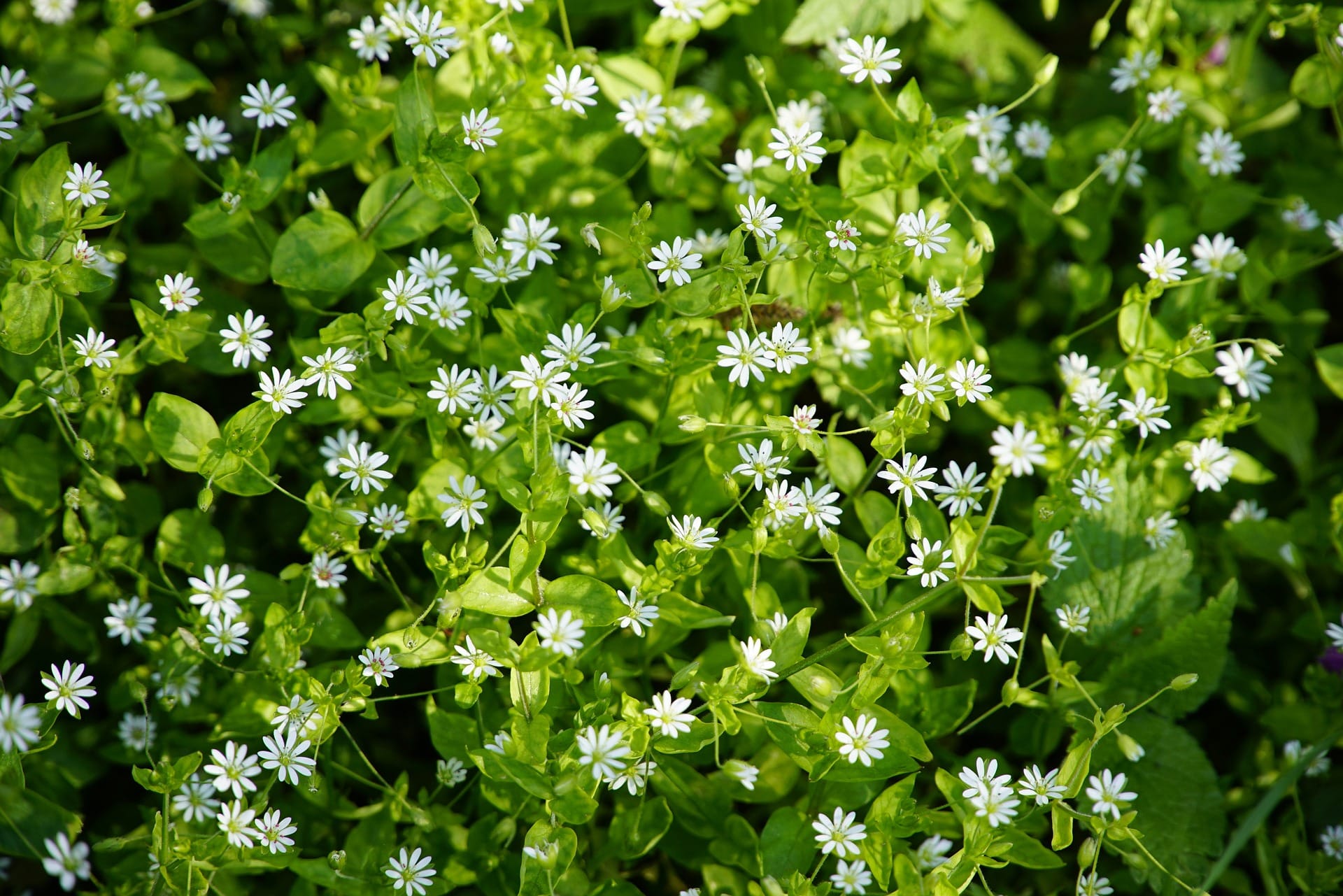 Le Mouron des oiseaux, la petite plante qui a tout bon