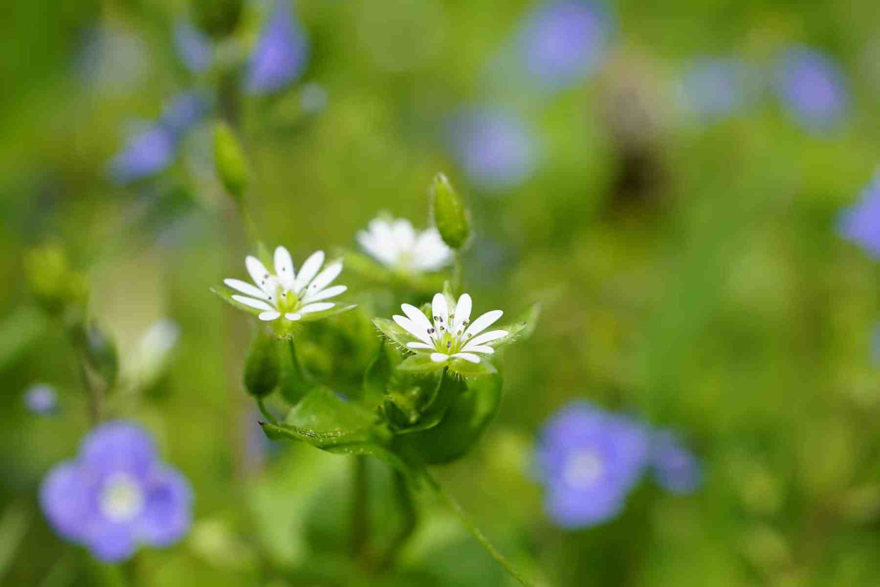 Le Mouron des oiseaux, la petite plante qui a tout bon