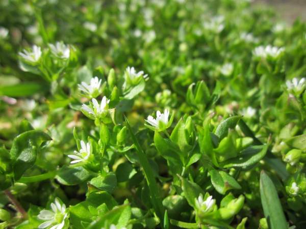 Le Mouron des oiseaux, la petite plante qui a tout bon