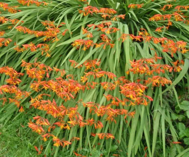 Le Crocosmia Montbretia coloré et facile à vivre
