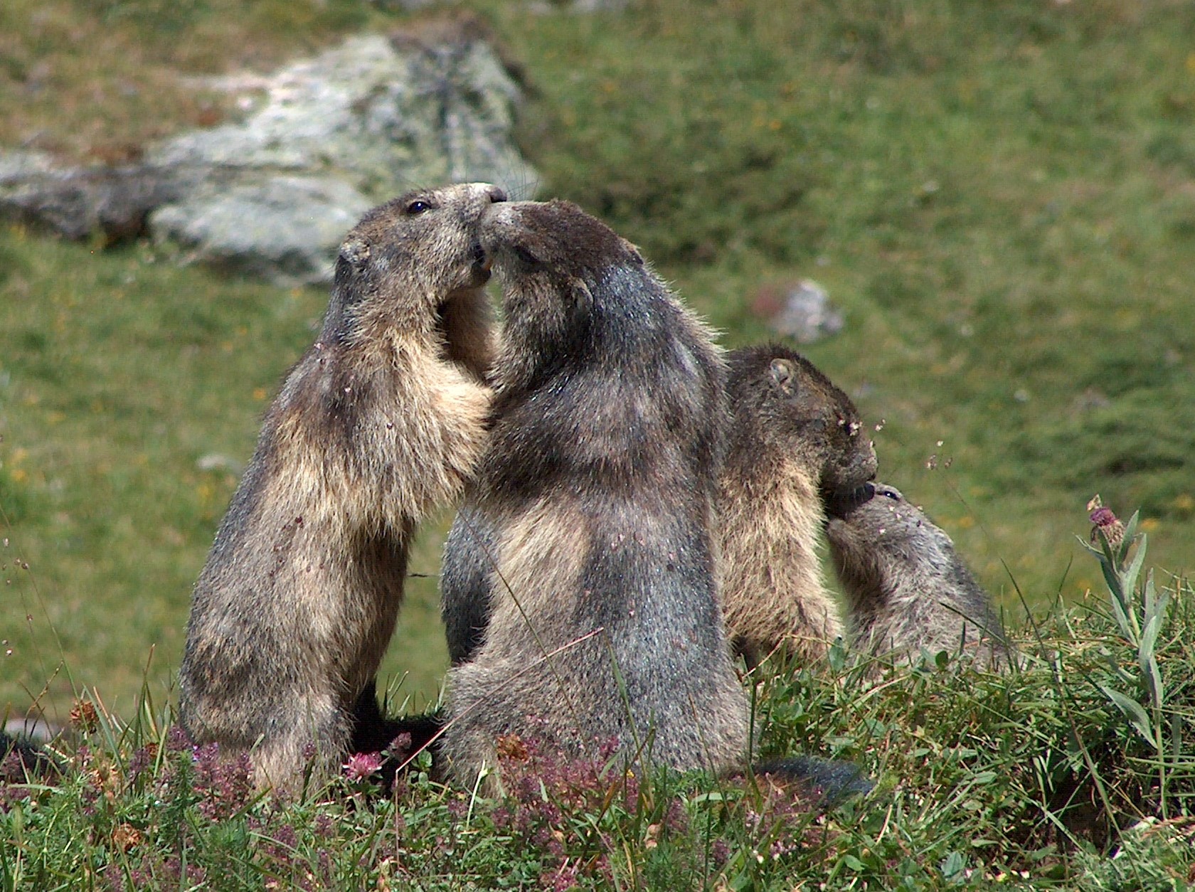 La Marmotte, star des montagnes