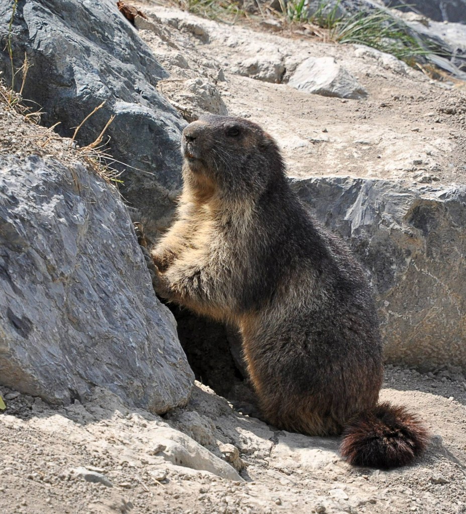 La Marmotte, star des montagnes