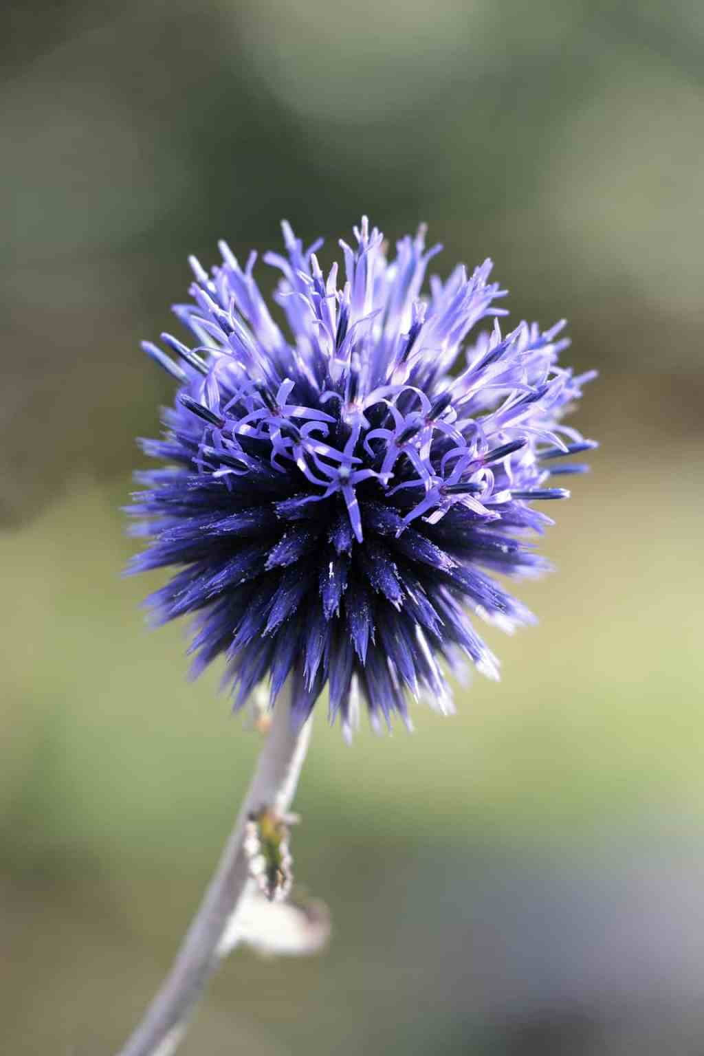 Le Chardon bleu (Echinops ritro) un charme très piquant