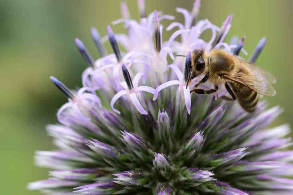 Le Chardon bleu (Echinops ritro) un charme très piquant