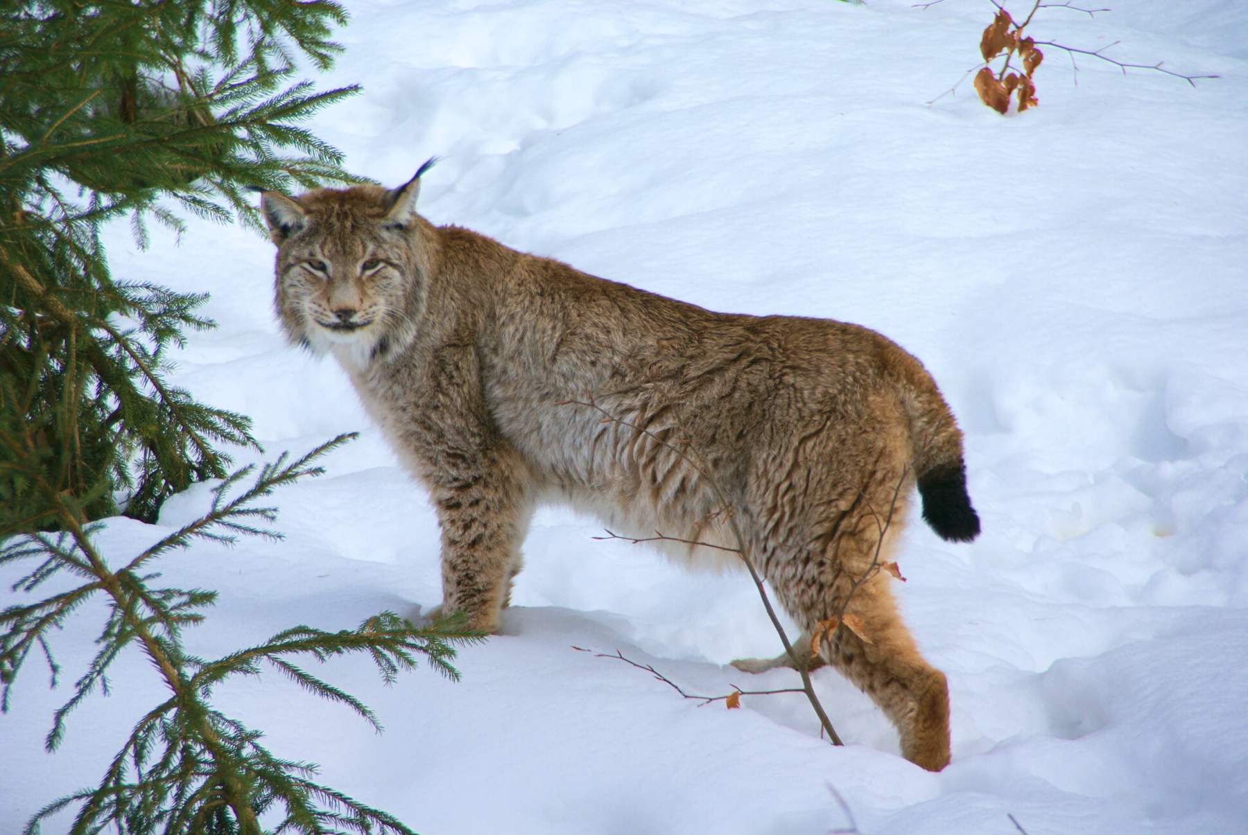 Le Lynx boréal, un fascinant félin