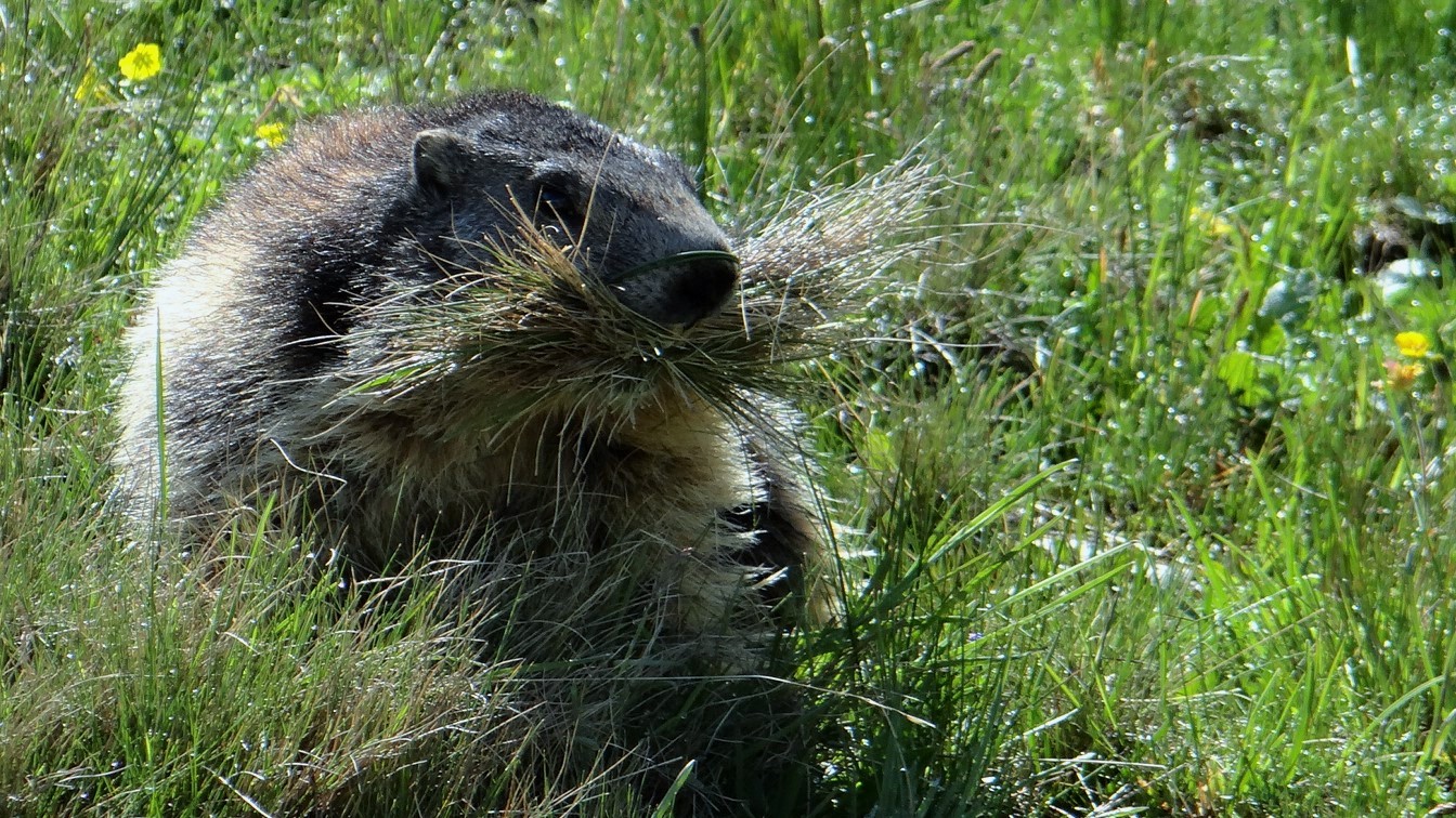 La Marmotte, star des montagnes
