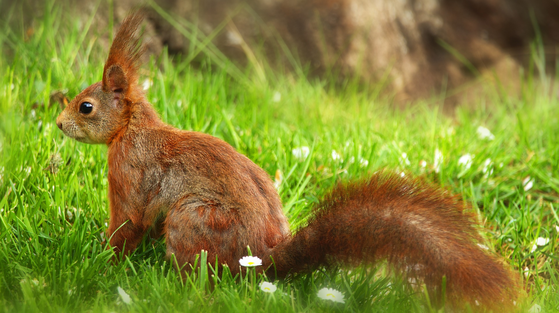 L'Ecureuil roux, le lutin de la forêt