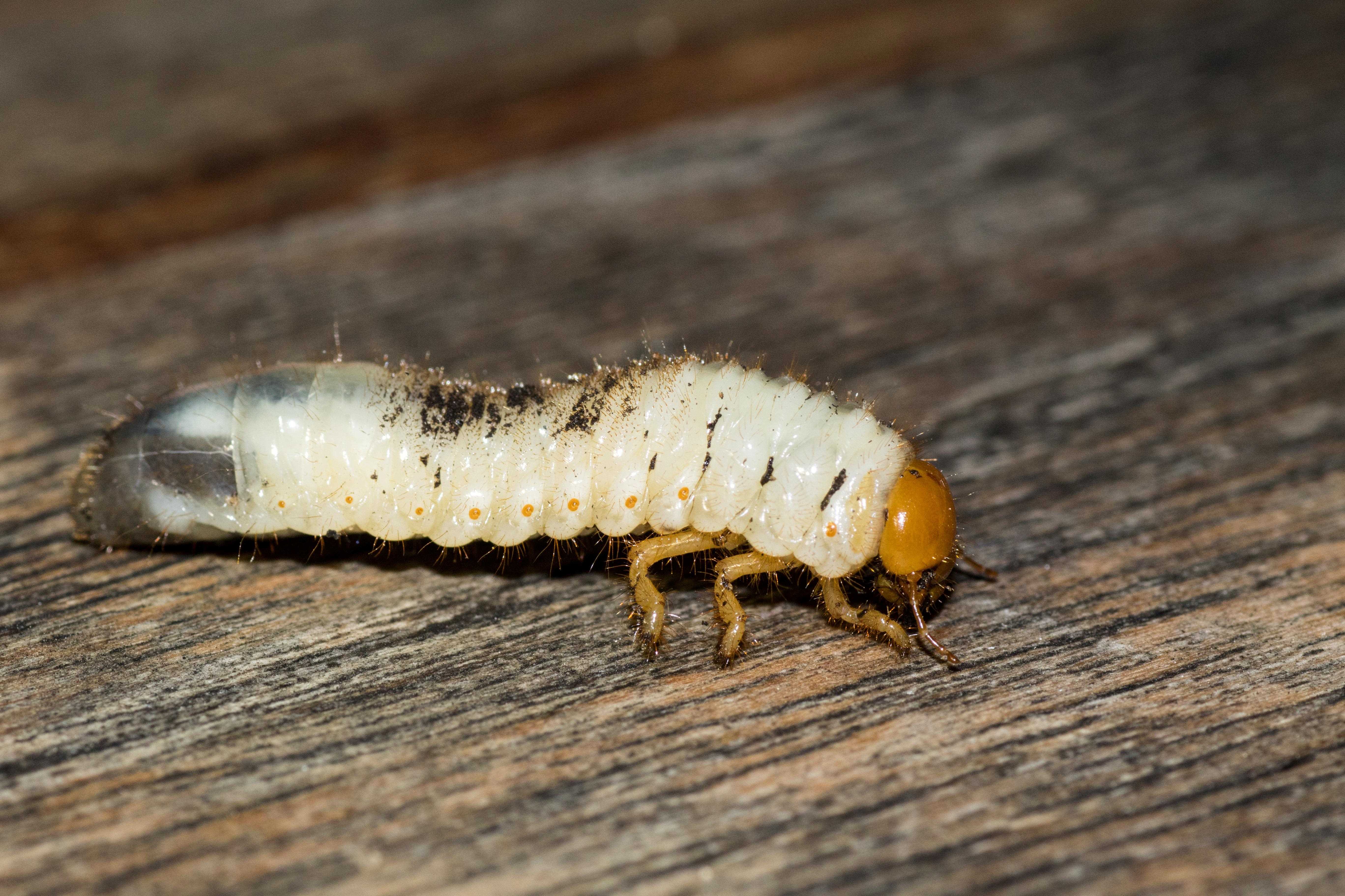 :) Comment lutter contre le Hanneton ? - Biodiversité France