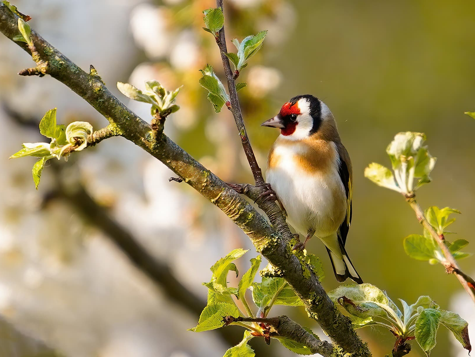 Le Chardonneret élégant : coloré et expressif