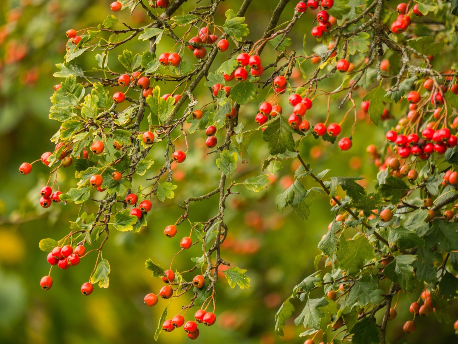 Les fruits de l'Aubépine, bienfaits et utilisations