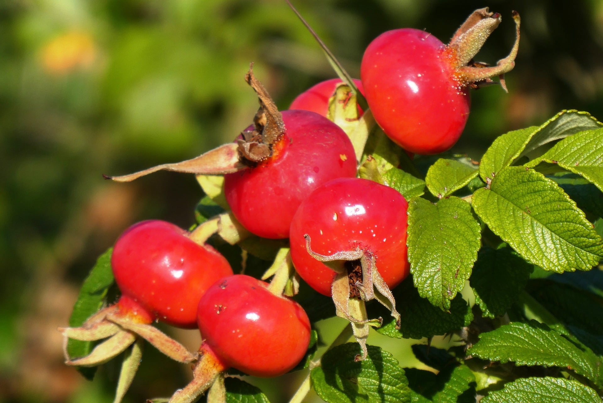 Cynorrhodon : le faux-fruit vitaminé de l’églantier