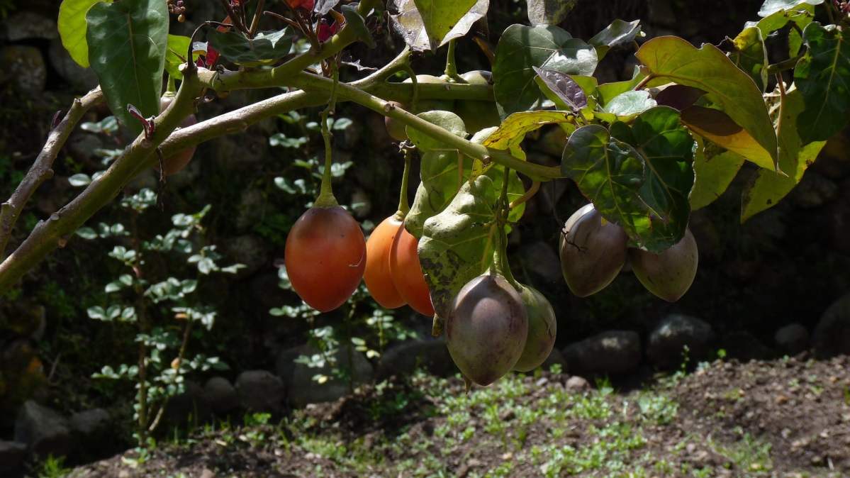Le Tamarillo ou arbre à tomates