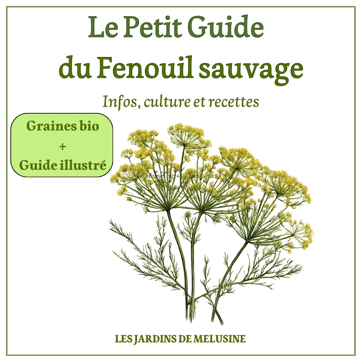 Consommer le Fenouil sauvage : bienfaits, conseils et astuces