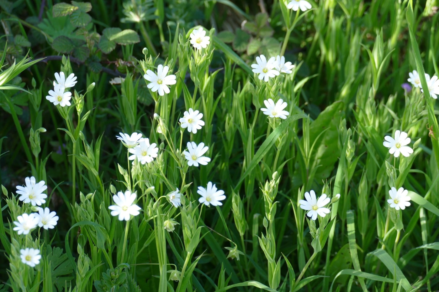 La Stellaire holostée la petite étoile du printemps
