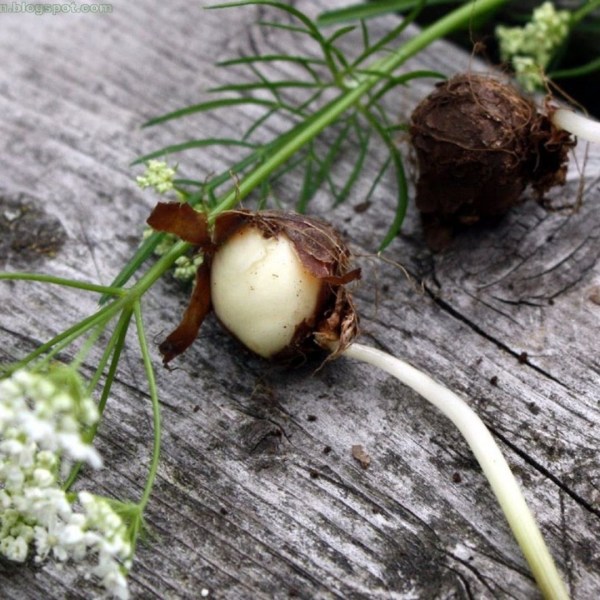 La Châtaigne de terre, un trésor culinaire méconnu
