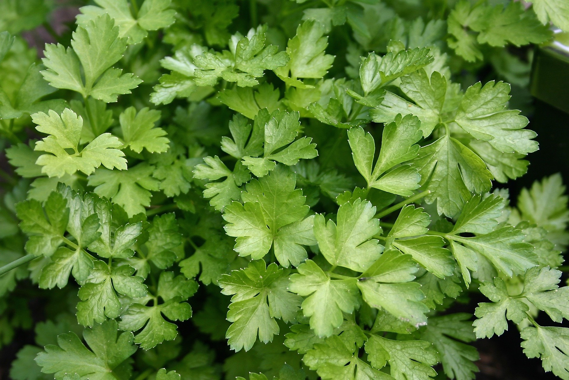 Le Persil, l’aromate indispensable