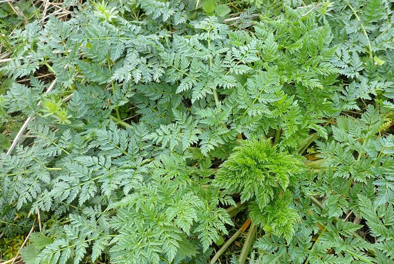 La Cigüe, une histoire de poison