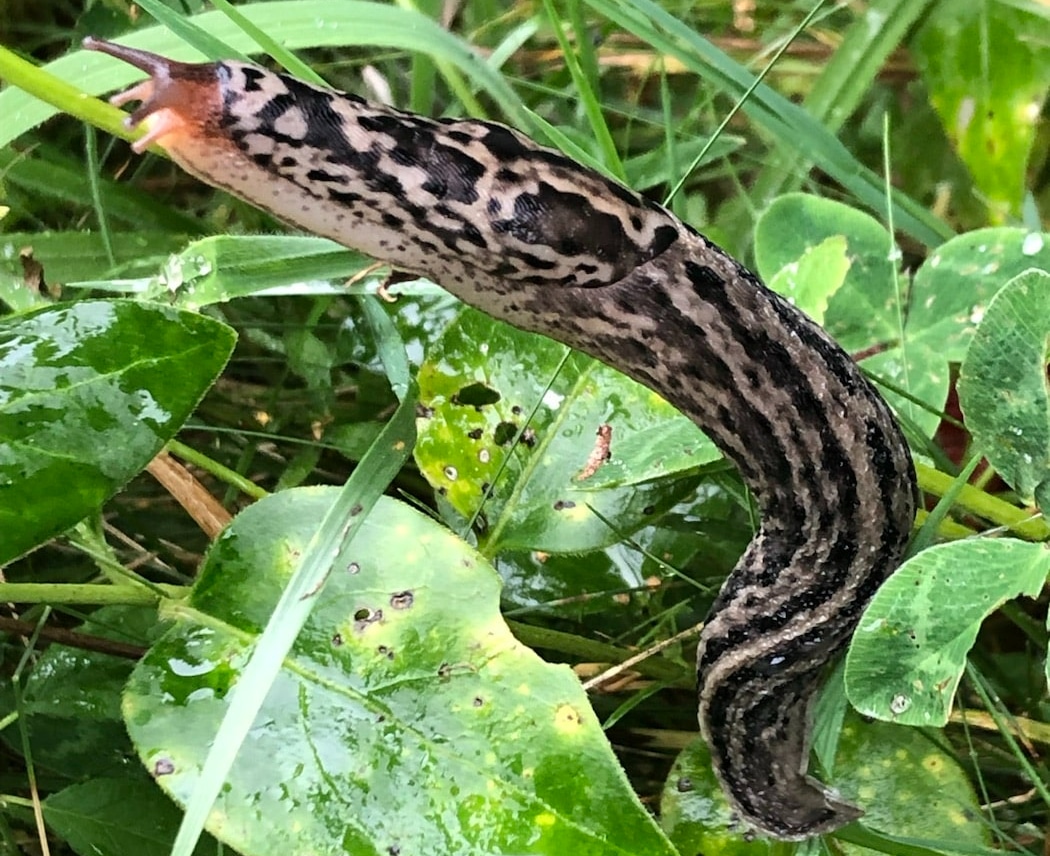 La limace léopard, l'alliée inattendue du jardinier