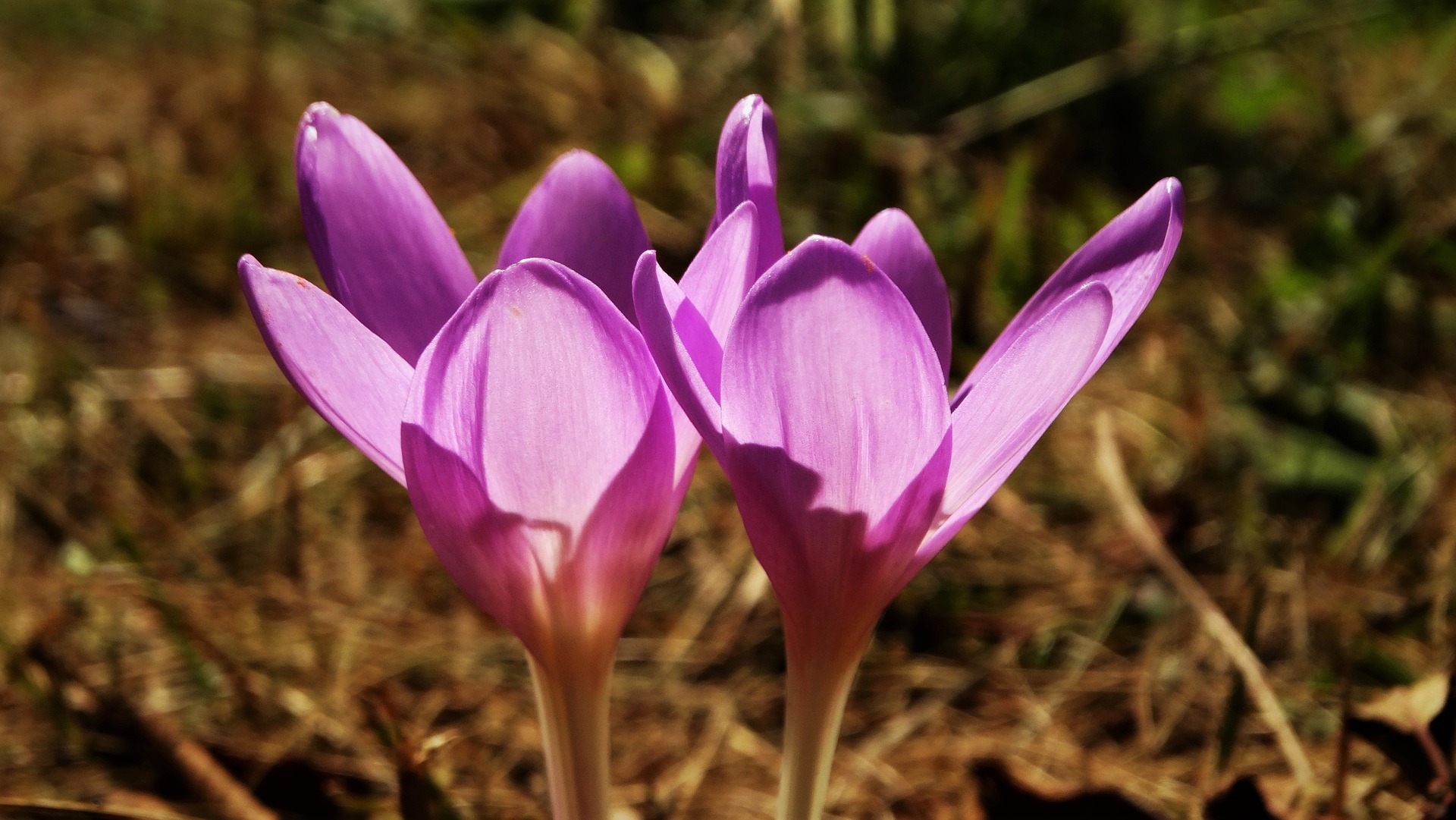 Le Colchique, la beauté de l'automne