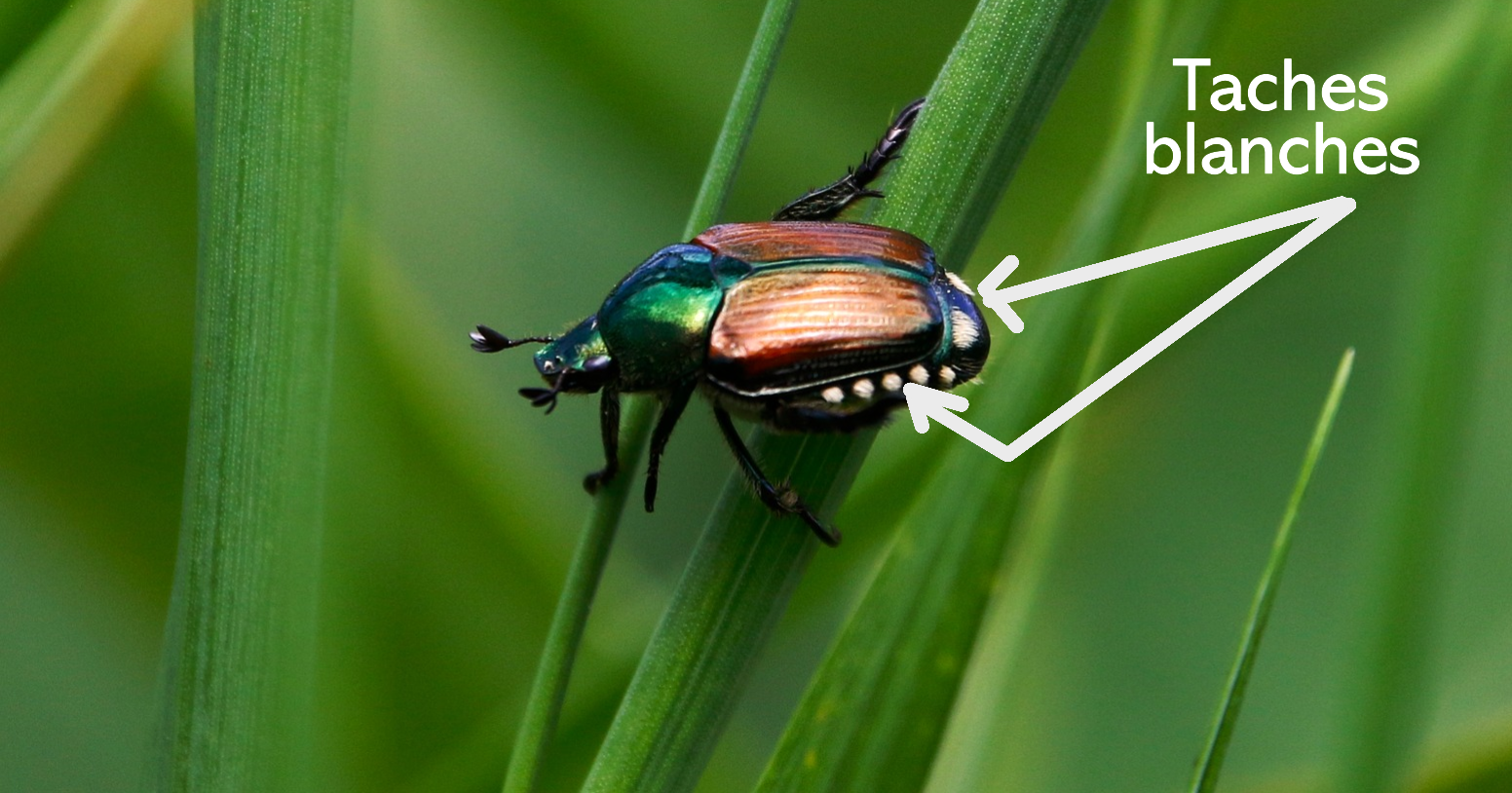 Le Scarabée japonais, l'indésirable voyageur