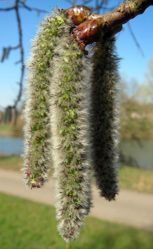 Le Tremble, l'arbre frissonnant