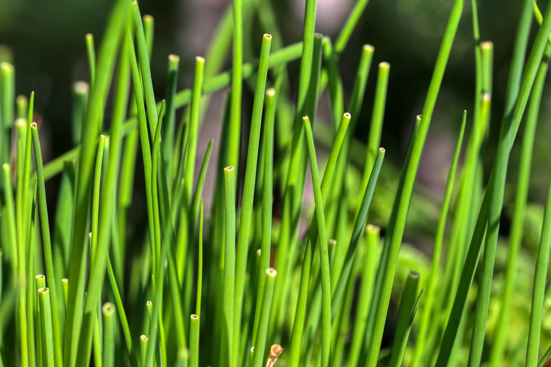 La Ciboulette sauvage, l'invitée surprise du jardin