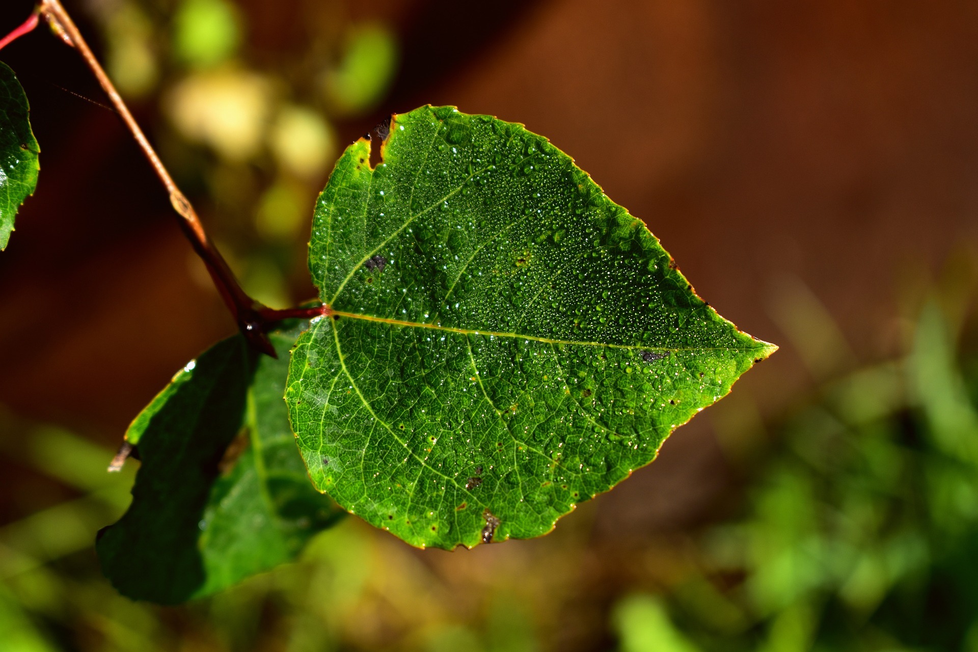 Le Tremble, l'arbre frissonnant