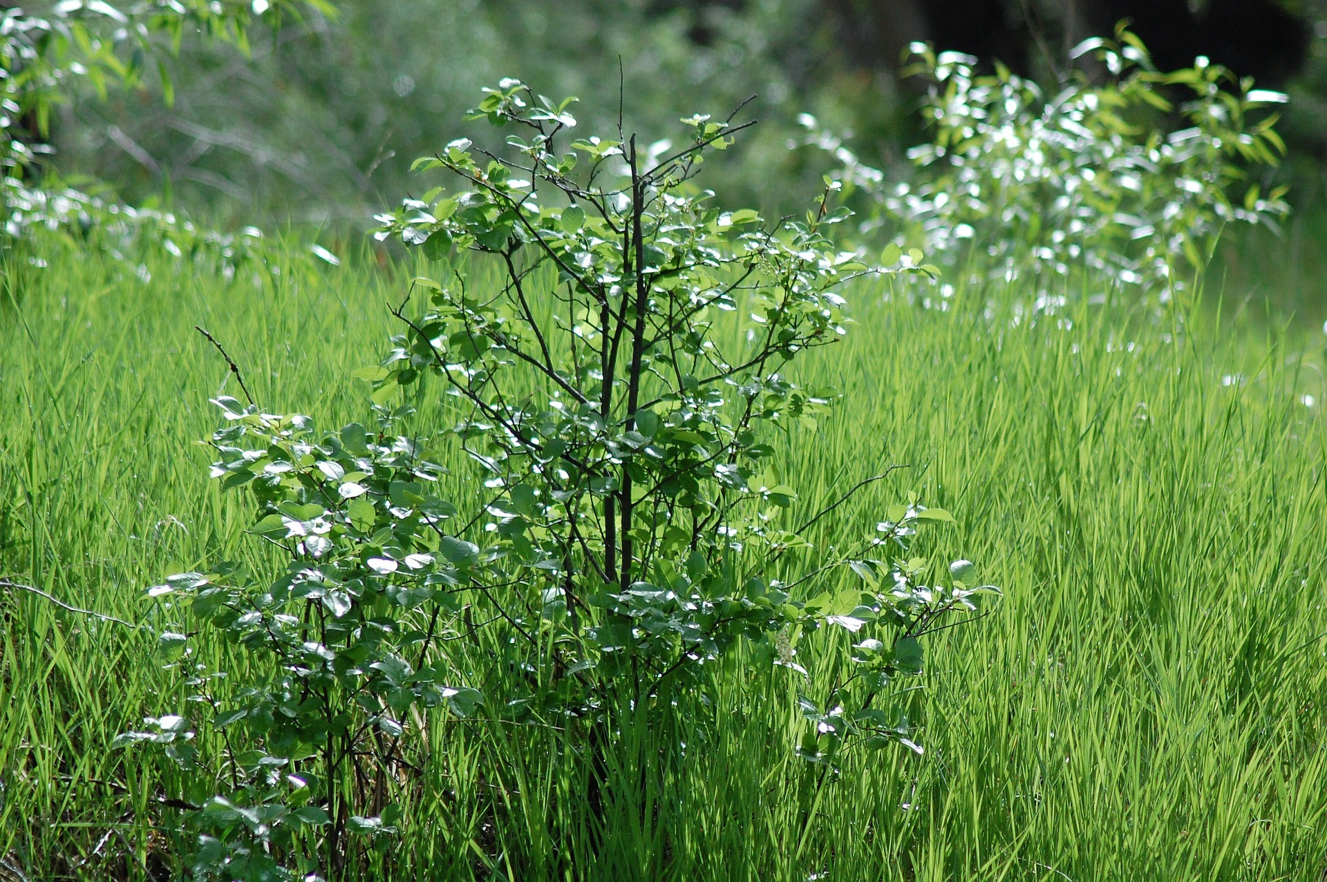 Le Tremble, l'arbre frissonnant