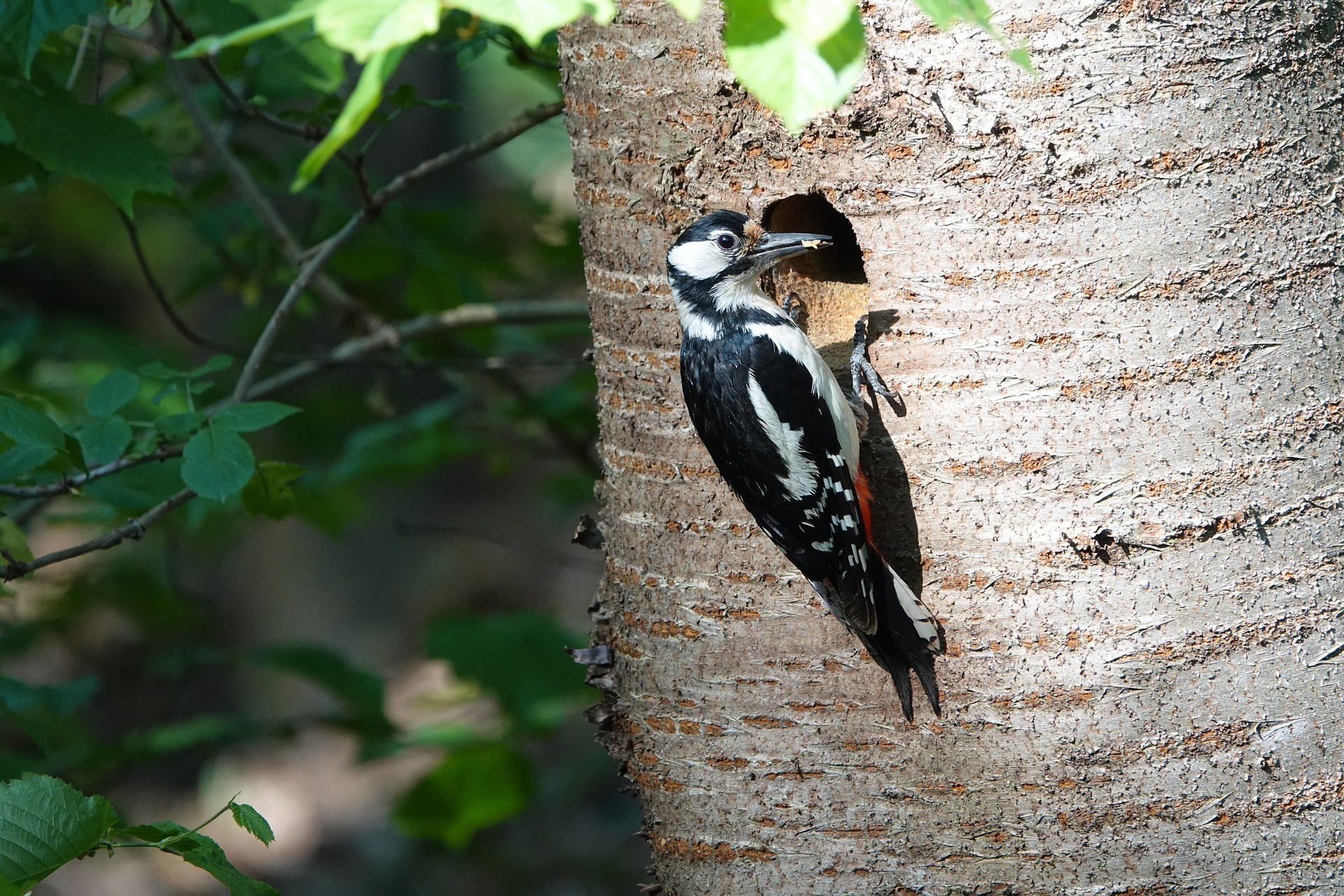 Oiseaux cavernicoles : ces discrets locataires de la nature