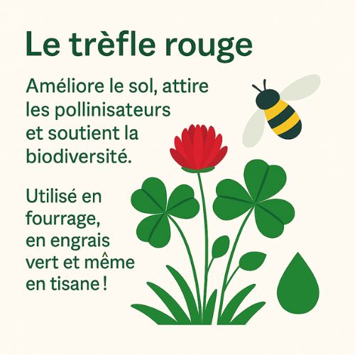 Le Trèfle rouge : un héros des prairies