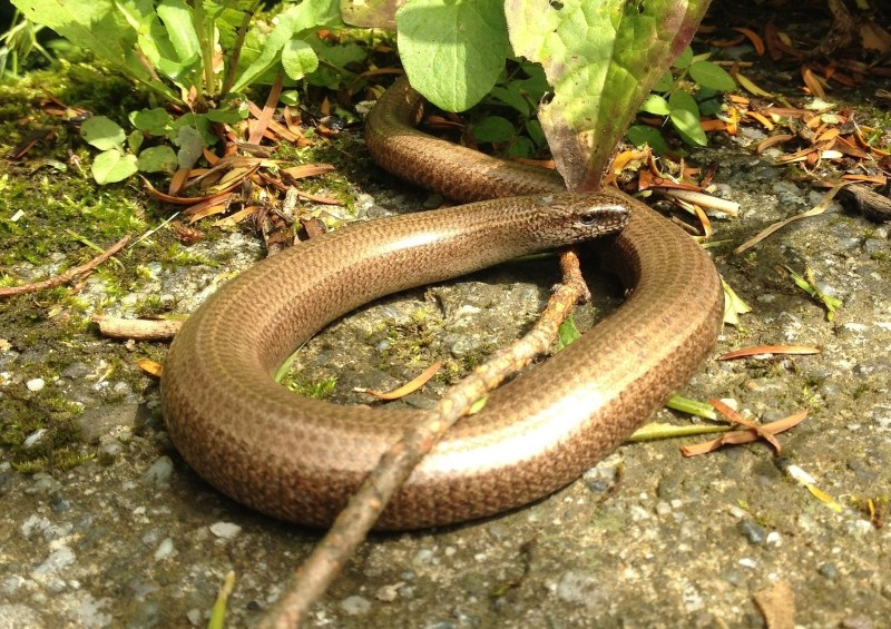 L'Orvet, le faux serpent inoffensif qui protège votre jardin