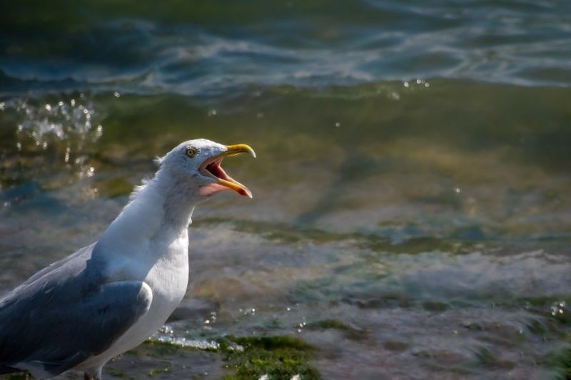 Le Goéland argenté, le maître des mers