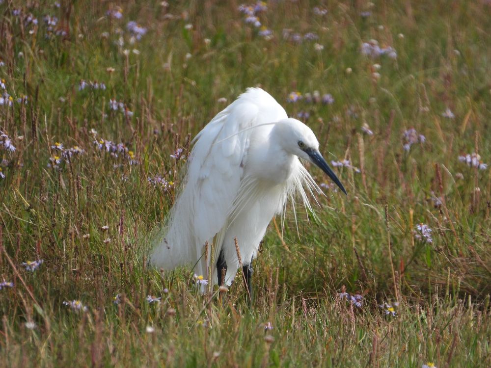 5 infos à connaître sur l'Aigrette Garzette