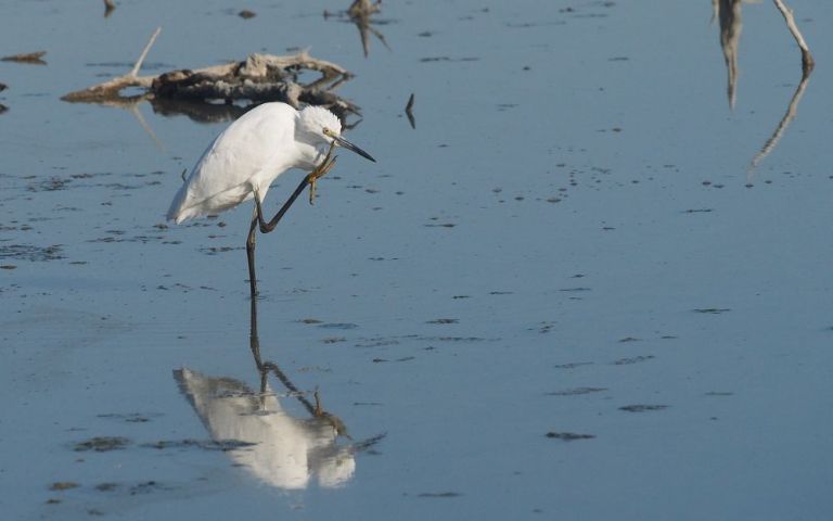 5 infos à connaître sur l'Aigrette Garzette
