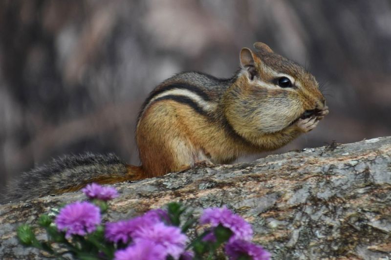 Le Tamia de Sibérie, un petit envahisseur sous surveillance