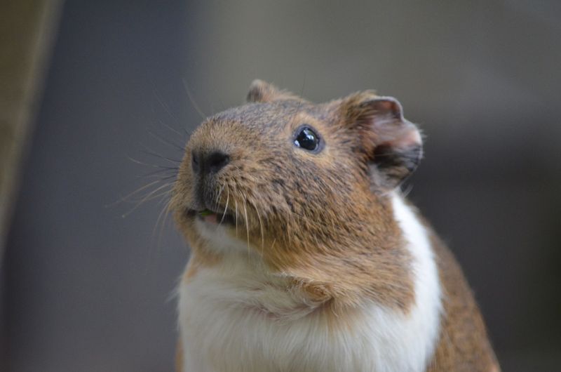 le grand hamster d’alsace, une boule de poils menacée