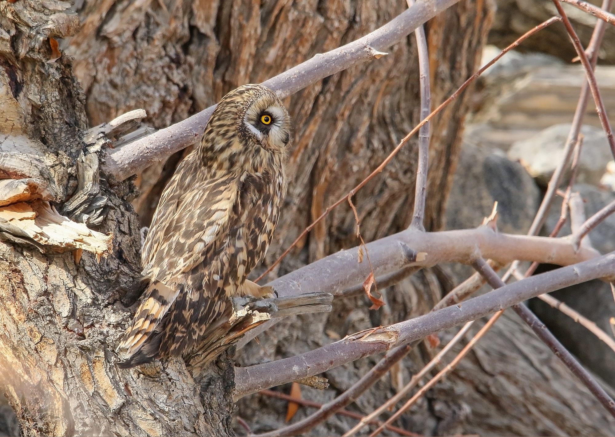 Hibou des marais, maître discret des zones humides