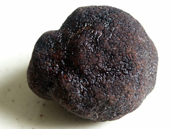 La truffe, le champignon qui fait tourner les têtes