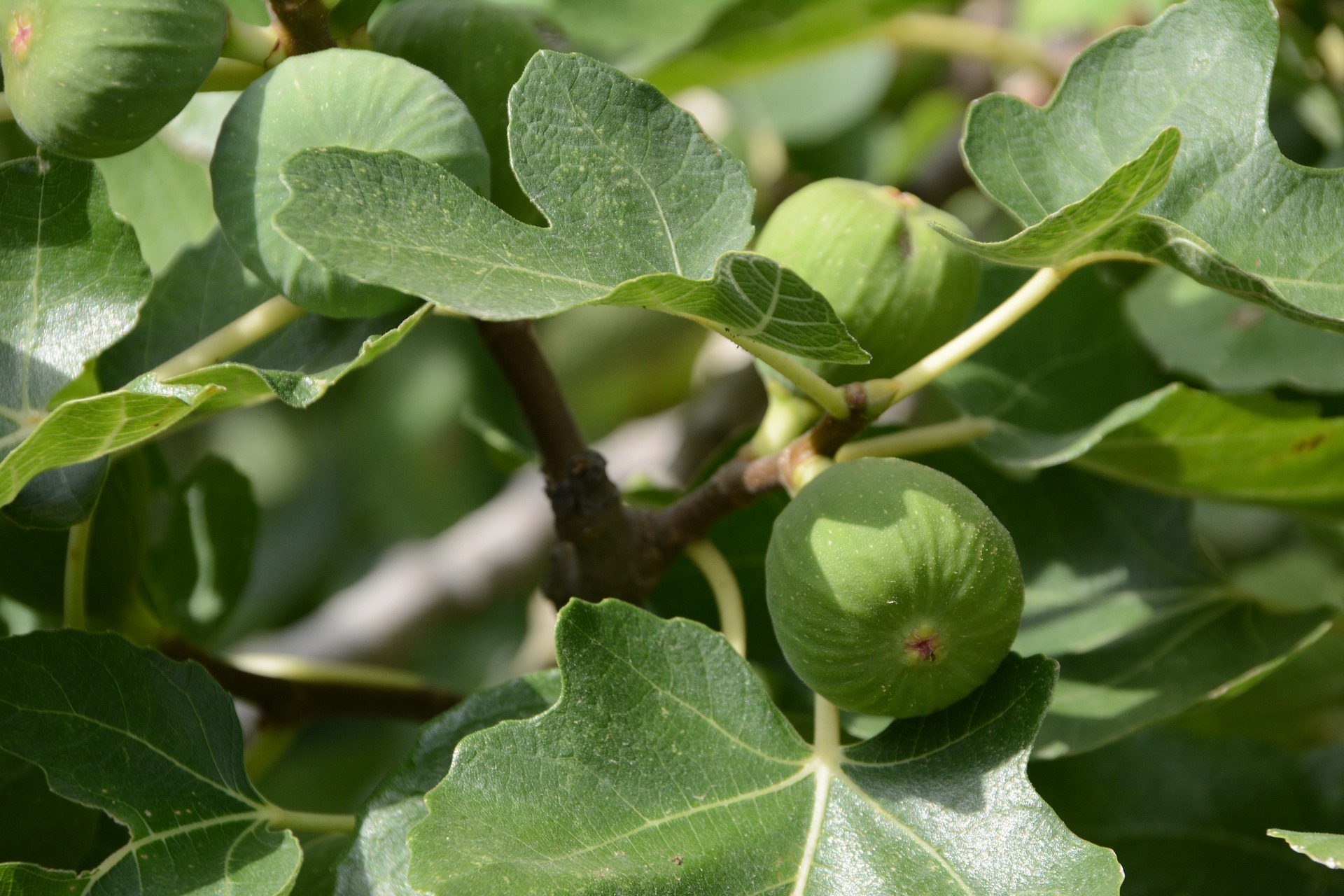Le Figuier : l’arbre qui cache bien des secrets