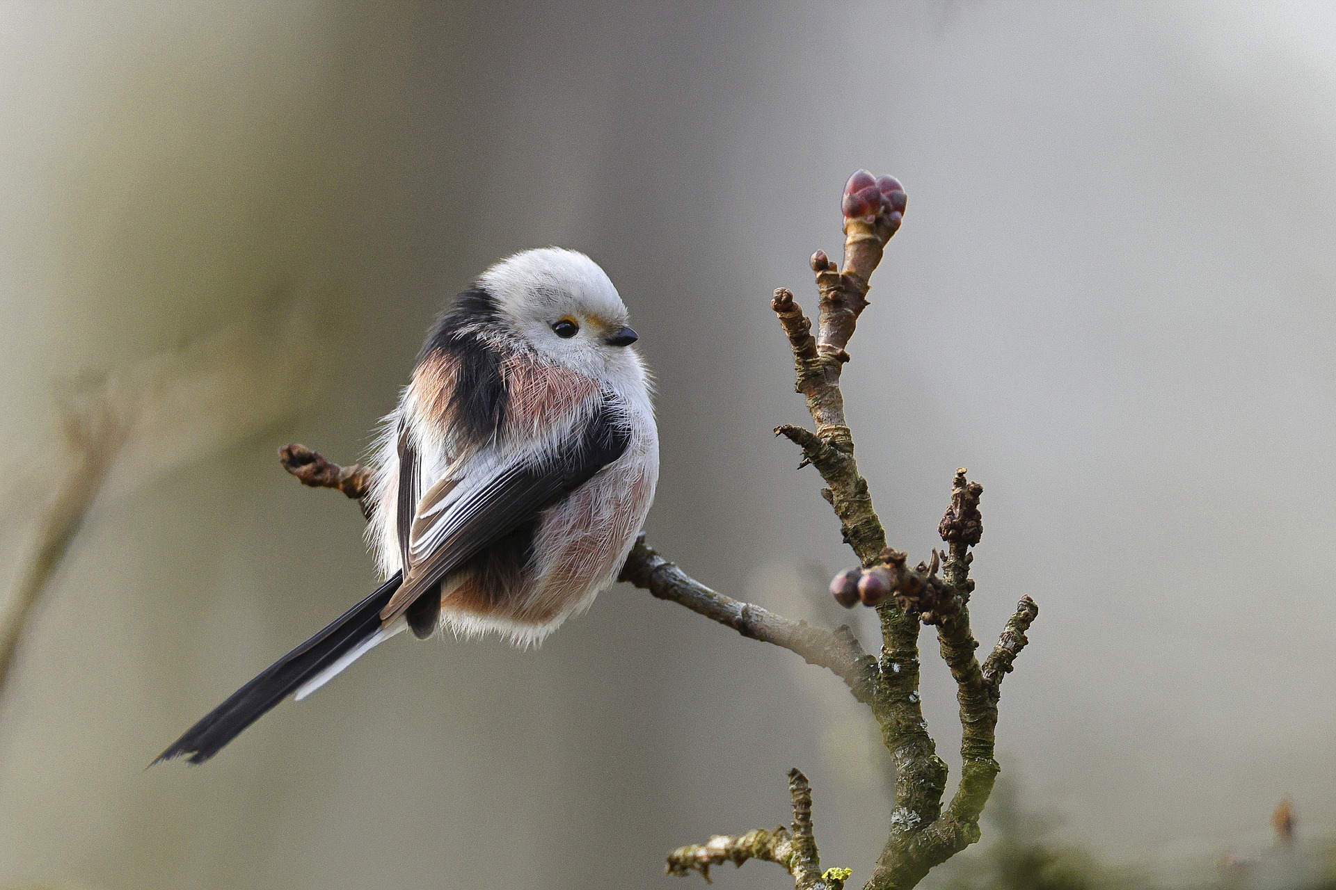 La Mésange à longue queue, petite sociable et attachante