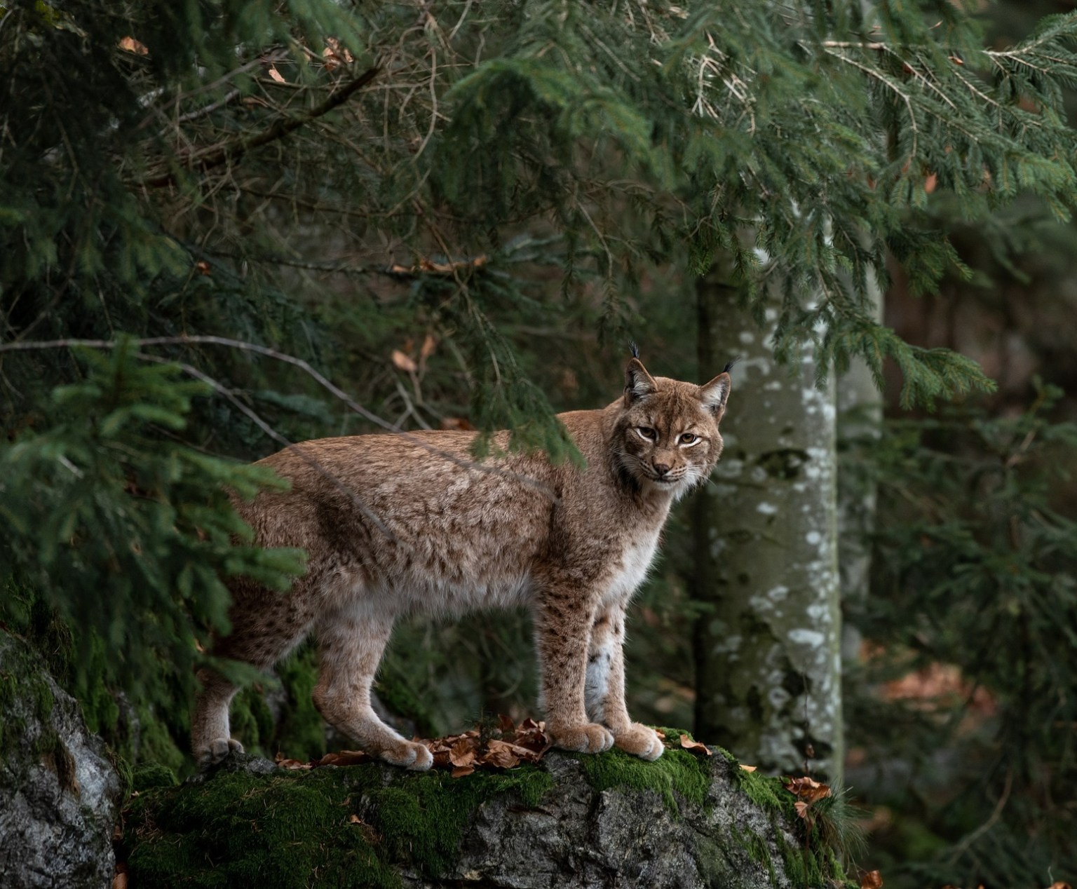 Le Lynx boréal, un fascinant félin
