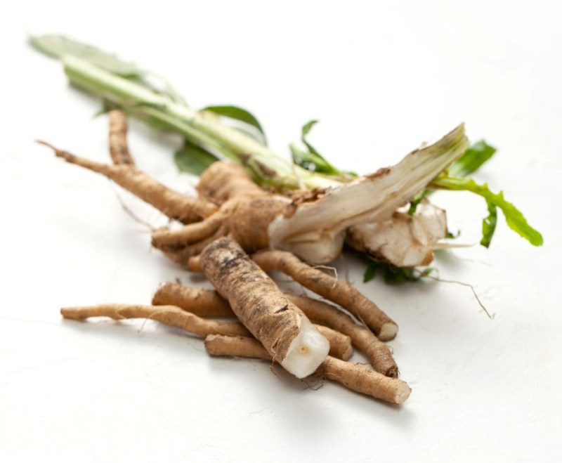 la chicorée : la plante qui envoie valser le café