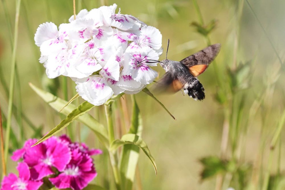 Le Moro Sphinx, le papillon colibri