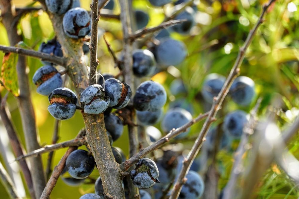 La prunelle, le petit fruit sacrément sauvage, bienfaits et utilisations