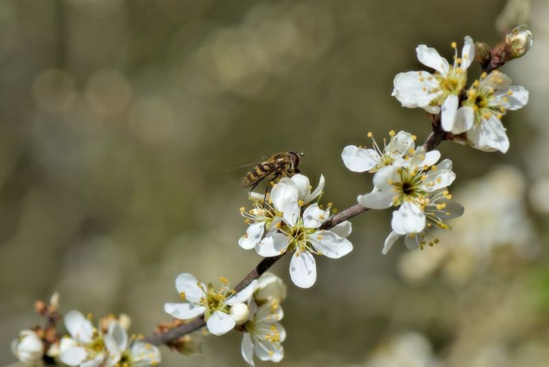 La prunelle, le petit fruit sacrément sauvage, bienfaits et utilisations