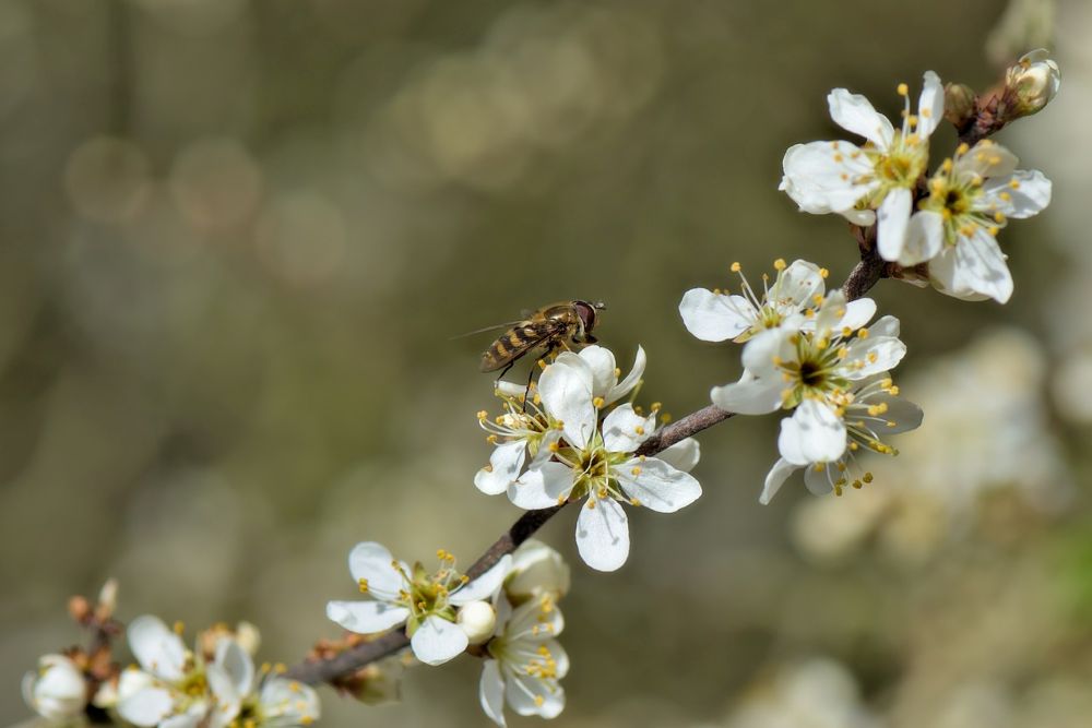 La prunelle, le petit fruit sacrément sauvage, bienfaits et utilisations
