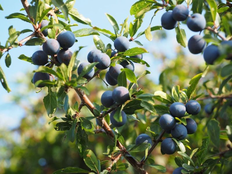 La prunelle, le petit fruit sacrément sauvage, bienfaits et utilisations