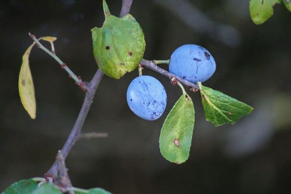 La prunelle, le petit fruit sacrément sauvage, bienfaits et utilisations